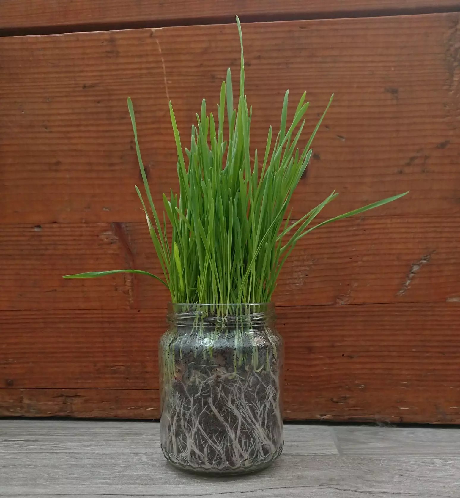 Il grano di Santa Barbara e le tradizioni del Natale occitano: a Isasca ...